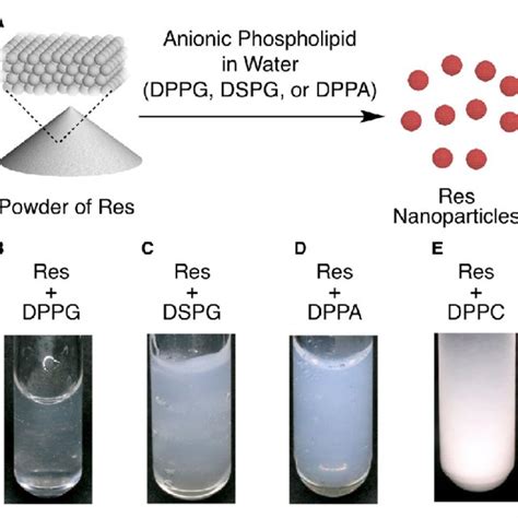 Molecular Structures Of Phospholipids Of Download Scientific Diagram