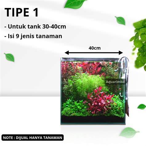 Jual Paket Dutch Style Tanaman Aquascape Tumbuhan Air Hidup Hiasan
