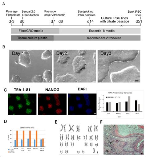 Defined Derivation And Culture Of Human Induced Pluripotent Stem Cell
