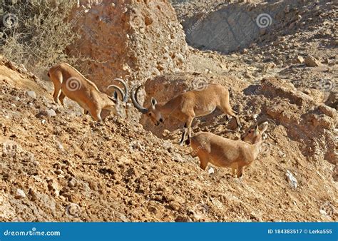 Three Young Nubian Ibexes Capra Nubiana Sinaitica In Negev Desert