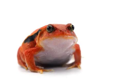 Tomato Frog Care Size Diet Enclosure Lifespan And More