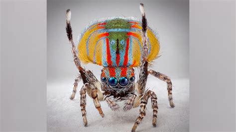 Photos Australias Most Colorful Maratus Spiders Clicked In All Glory