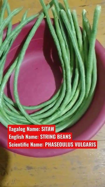 Scientific Name Of String Beans Sitaw Shorts Youtube