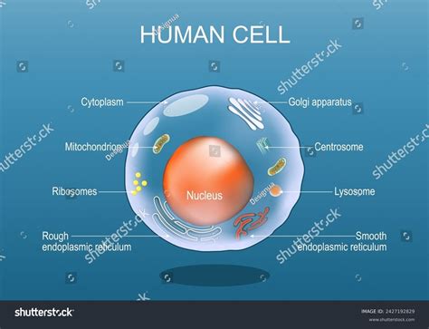 How To Draw A Human Cell