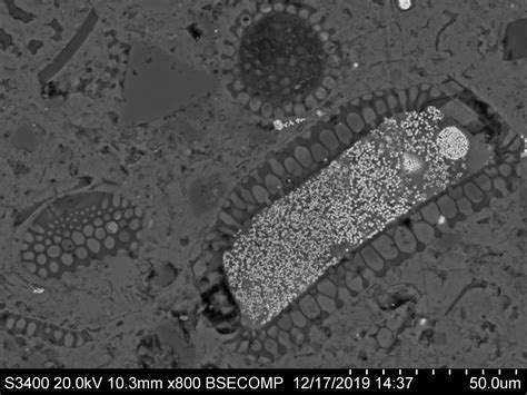 Miocene Green Algae In Thin Sections Researchgate