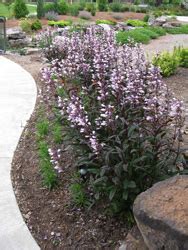 Penstemon Dark Towers