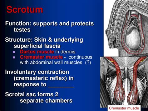 Ppt Ch 27 Reproductive System Powerpoint Presentation Free Download