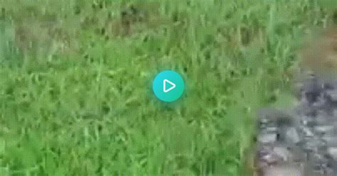 A Chicken Struting Around In A Pair Of Pink Pants  On Imgur