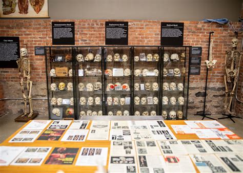 The Bone Museum Brooklyn Ny 11206