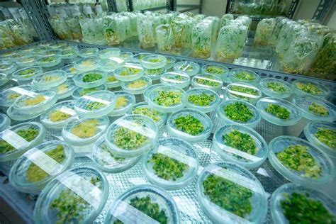 Crispr And Genetic Scissors Gene Editing For Food Security