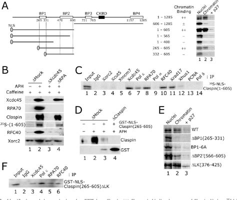Figure 1 From Roles Of Replication Fork Interacting And Chk1 Activating Domains From Claspin In