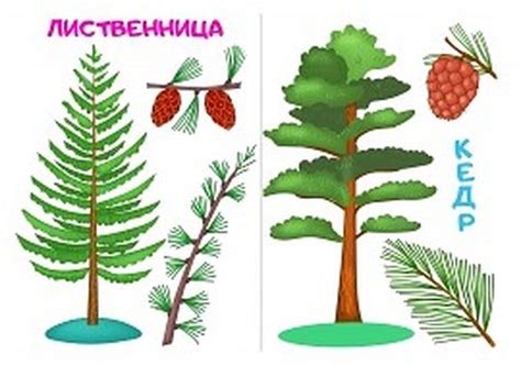 Картинка лиственницы для детей начальной школы