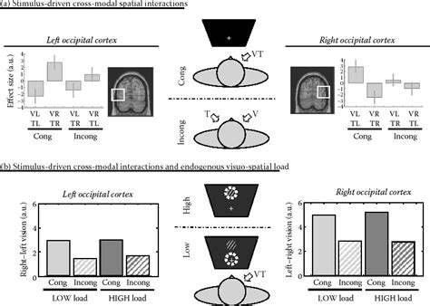 Spatial Constraints In Multisensory Attention The Neural Bases Of Multisensory Processes