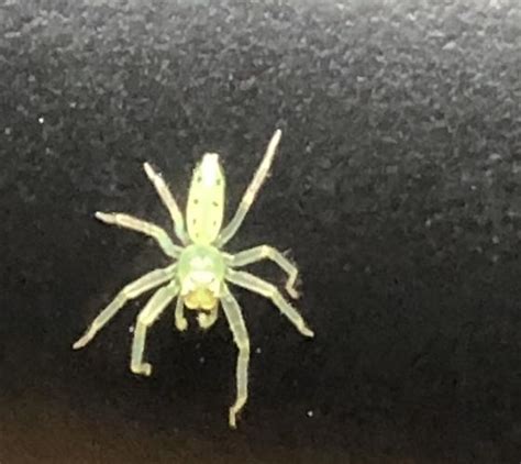 Very Tiny Green Spider Lyssomanes Viridis Bugguidenet