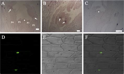 Rna In Situ Hybridization And Subcellular Protein Localization A And