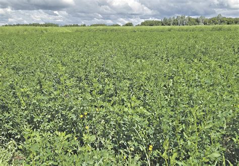 Forage Nurse Crops Get Another Look The Western Producer