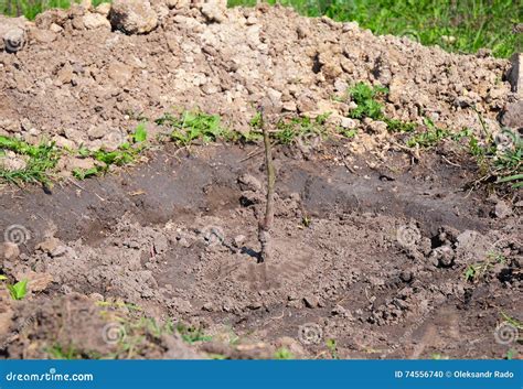 Grafted Walnut Saplings With Small Roots Planting Bare Root Walnut
