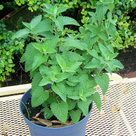 Buy Catnip Seeds Soothing Herb For Cats And Teas Joyful Seeds