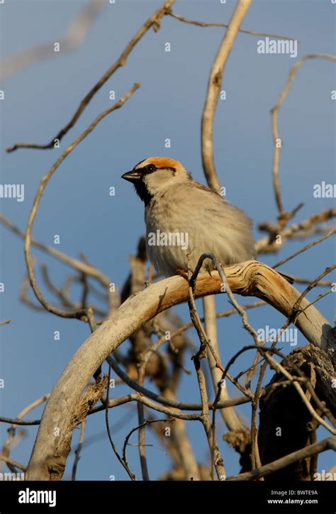 Saxaul Sparrow Passer Ammodendri Nigricans Adult Perched In Tree