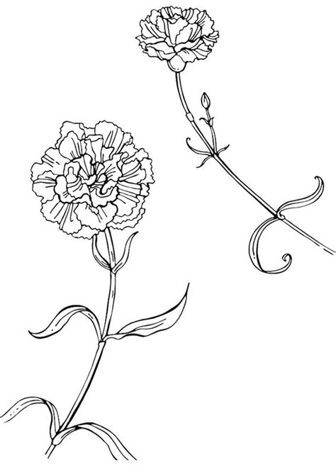 Garoafe De Colorat Garoafe De Desenat Fise Si Desene De Colorat Cu