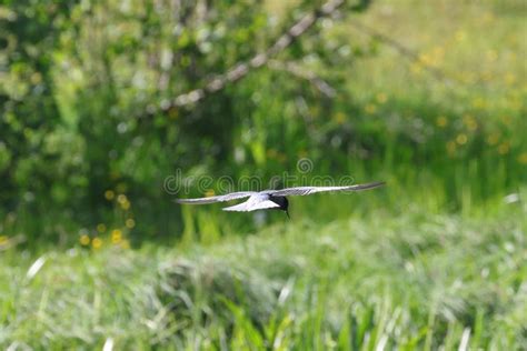 Gorgeous Black Tern Bird In Flight Over A Beautiful Green Field In The Countryside On A Sunny