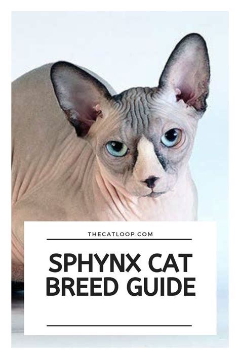 Sphynx Cat Breed Guide Sphynx Tabla De Colores Colores