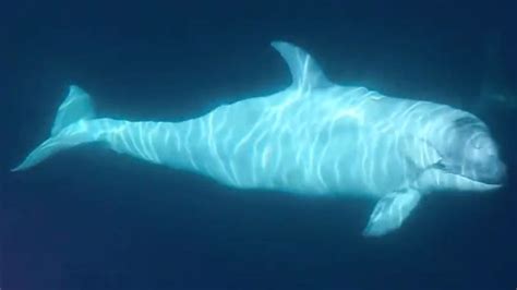 Extremely Rare White Killer Whale Spotted Off California Coast Live