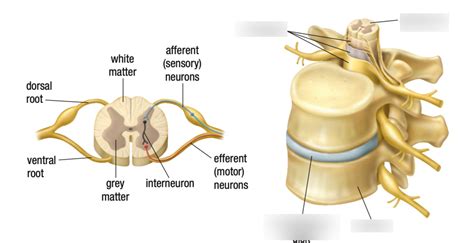 Diagram Of Spinal Cord Quizlet