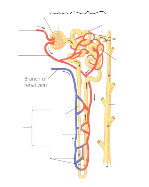 Nephron Anatomy Diagram Quizlet