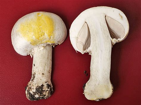 California Fungi Agaricus Xanthodermus