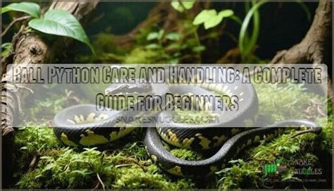 Ball Python Morphs Jaw Dropping Genetics Revealed