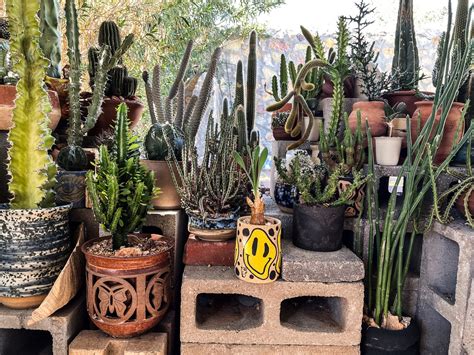 Kissing Cactuses Unites Love For Plants With Joy Of Creating Colorful Pots
