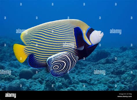 Juvenile Emperor Angelfish Juvenile Emperor Angelfish From The Side
