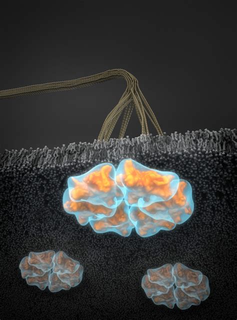 Cellulose Synthesis Complex Ber Structural Biology And Imaging Resources Ber Structural