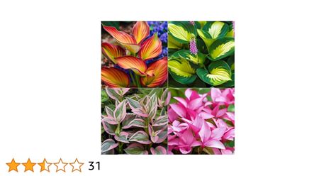 Catálogos De Jardines De Plantas Perennes