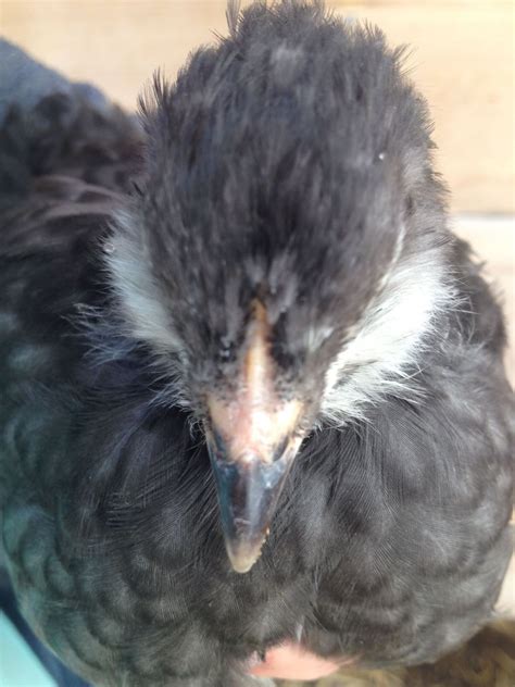 5 Week Old Olive Egger Gender Help Backyard Chickens Learn How To Raise Chickens