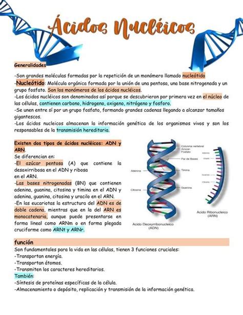 Acidos Nucleicos Udocz