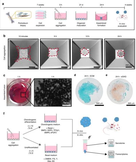 Two Paths To Healing Organoids Reveal Sex Sp Eurekalert