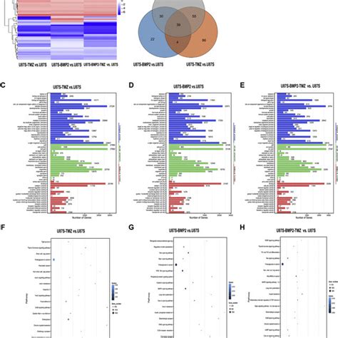 Differentially Expressed Mirnas By Rna Seq A Heatmap Of Hierarchical Download Scientific