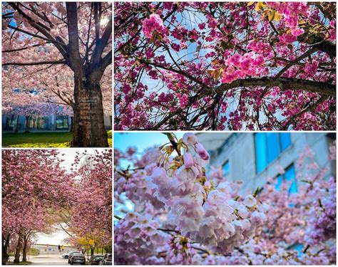Find Cherry Blossoms In Vancouver Guide Vancouver Blog Miss604