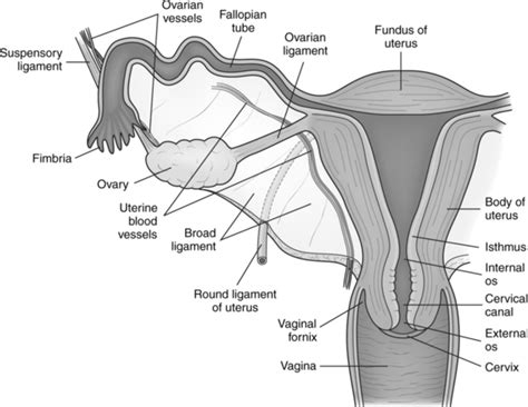 Uterus Isthmus