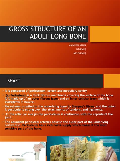 Gross Structure Of An Adult Long Bone Download Free Pdf Bone