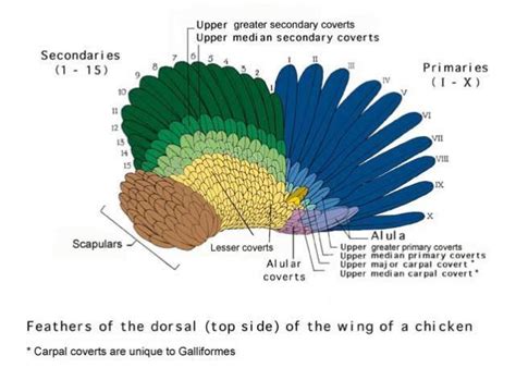 Peacock Anatomy Infowhere Is It Backyard Chickens Learn How To Raise Chickens