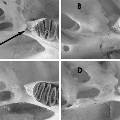 Passage Of Maxillary Vein A Toromys Grandis Mzusp4722 Tl627mm Download Scientific
