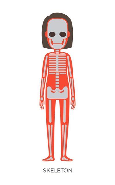 骨架身体部分形成生物体、肉体和骨骼解剖女性代表标题的支撑结构，在矢量图上被隔离。背景图片免费下载 海报banner 高清大图 千库网 图片编号