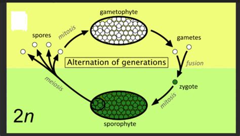 Plant Anatomy Final Flashcards Quizlet