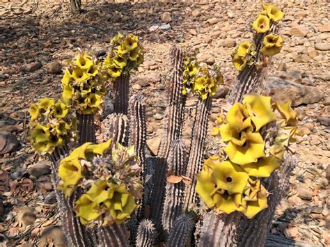 Hoodia Parviflora Kunene Hoodia Blog De Cactus Y Suculentas 2025