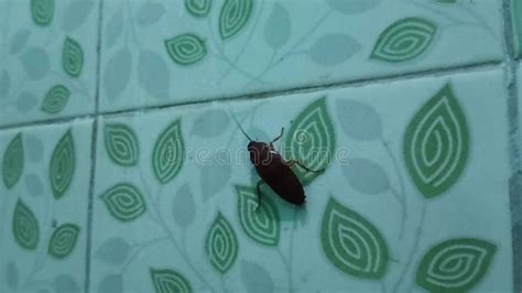 A Cockroach Climbing The Wall Stock Footage Video Of Black Disease