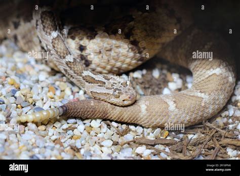Baja Klapperschlange Baja California Rattlesnake Crotalus Enyo Enyo