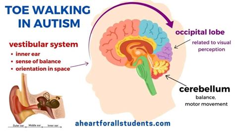 Toe Walking In Autism Causes Treatment And More A Heart For All